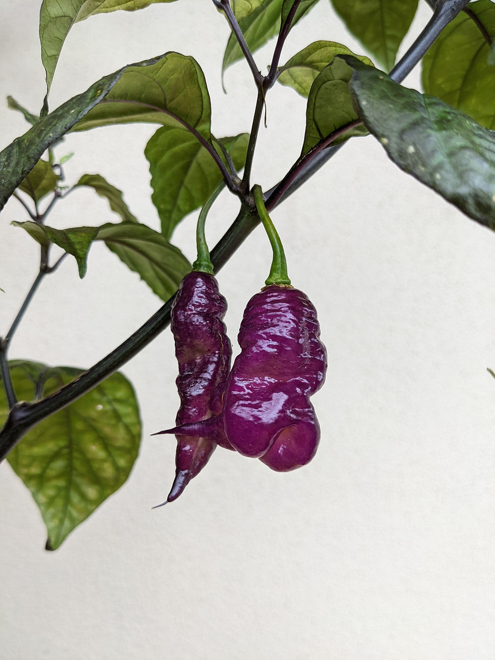 All Seeds | Chilli pepper house | Medowie