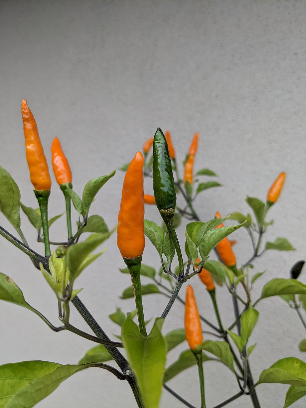 All Seeds | Chilli pepper house | Medowie