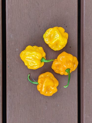 SCOTCH BONNET SCHNEIDER FARMS | Chillipepperhouse