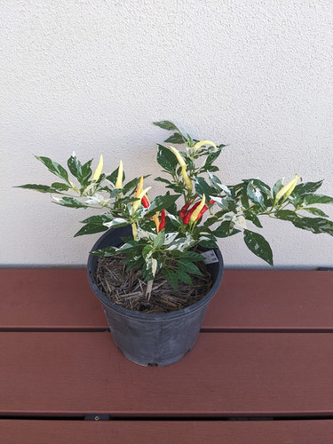 Uchu Cream Chilli | Chillipepperhouse