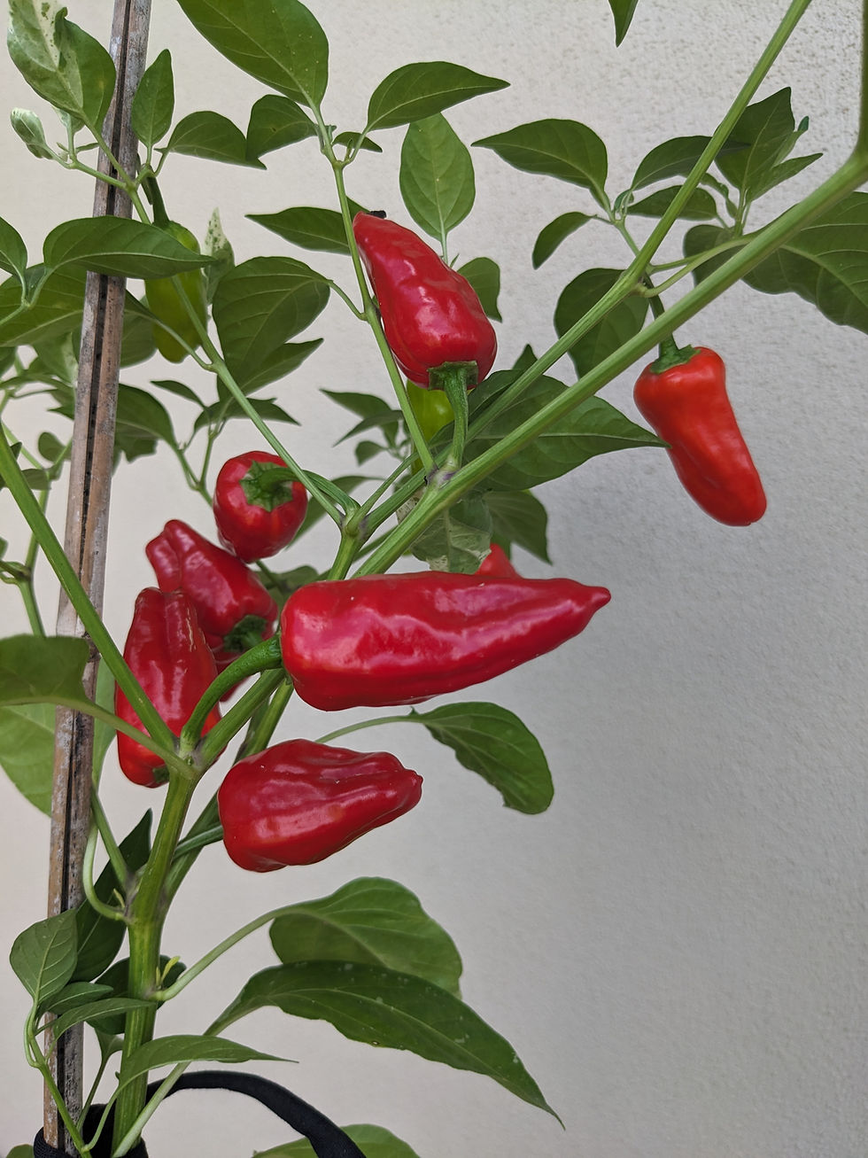 All Seeds | Chilli pepper house | Medowie