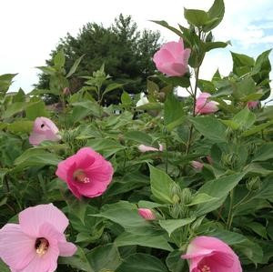 Eastern Rose Mallow - Hibiscus moscheutos | ACT