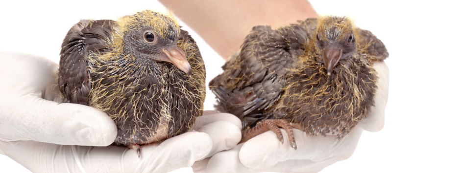 Young Pigeon Disease: what's in a name?!
