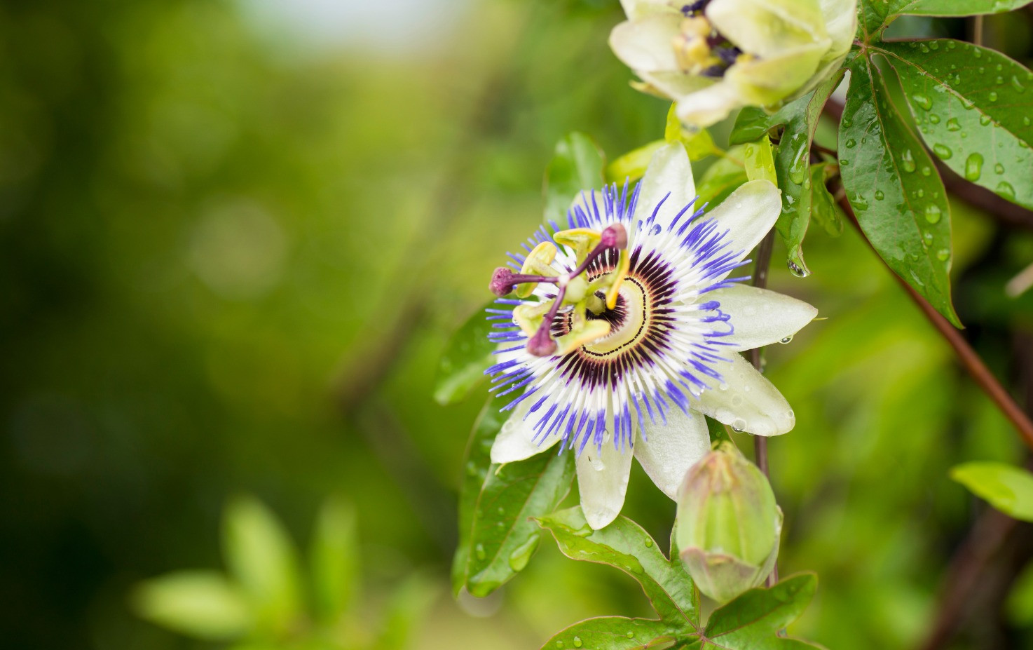 Sobre - Comunidade Clube de Botânica | Escola de Botânica