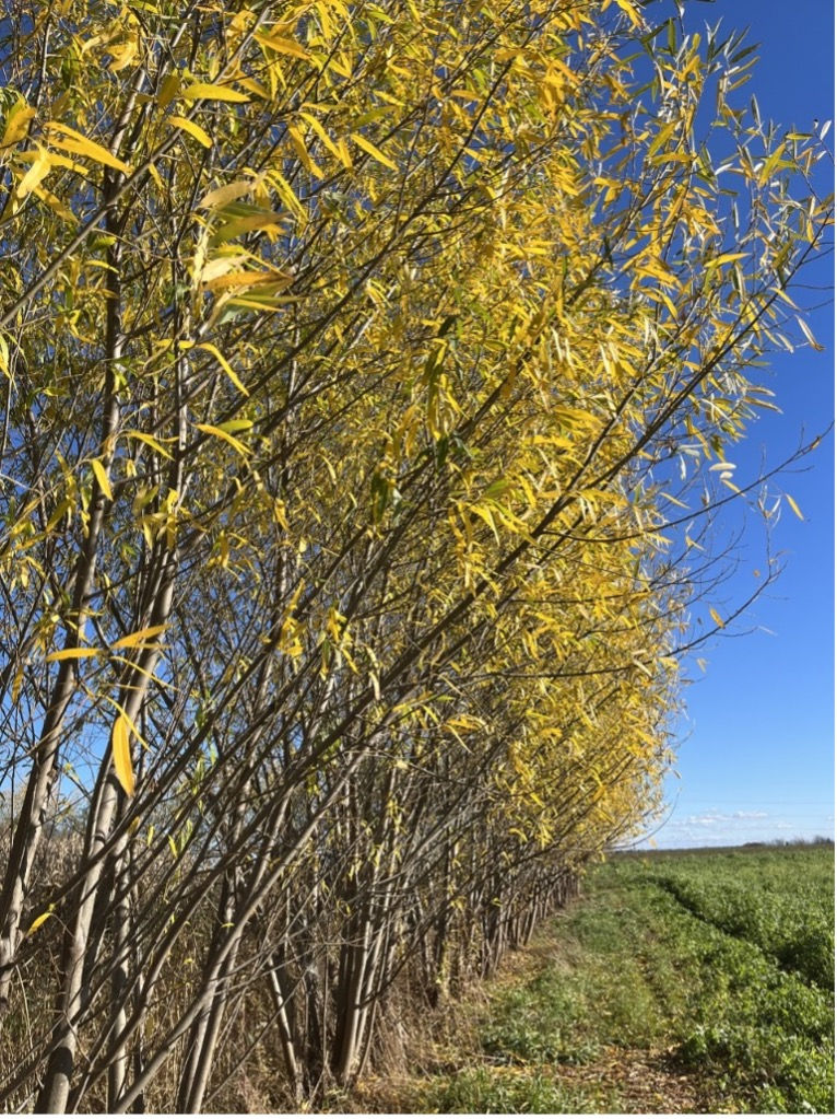 L'agroforesterie: une vision vers l'avenir