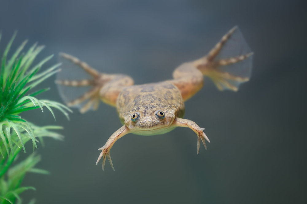 Researchers Discover how to Preform Amputated Limbs Regrowth in Frogs