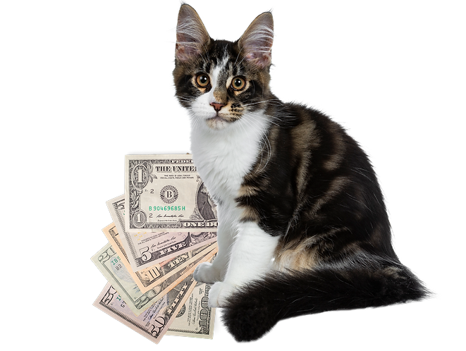 Cat Sitting Rates | Ocala Pet Sitting