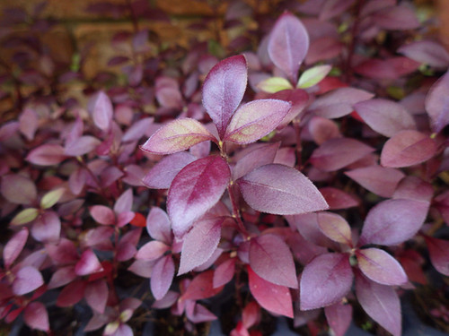 Alternanthera dentata Red Ruby | New Landscapes