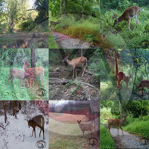 LMO 24 Whitetail Deer Scene Pack | Video Archery