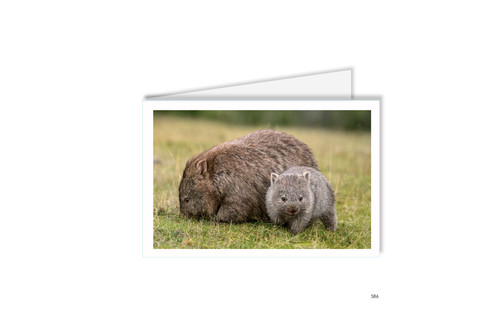 Card - Common Wombats | Pixel Purrrfect