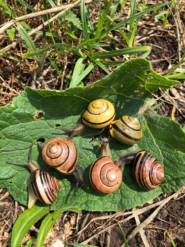 Live Grove Snails for Sale – Set of 2 Colorful Land Snails