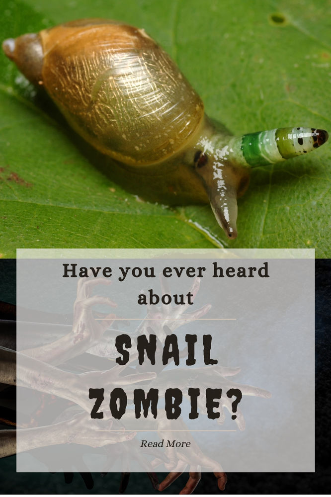 Have you ever heard about Zombie Snail? | my-happy-snails-new