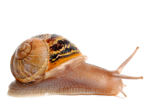 Buy "Helix Aspersa" pet land snail