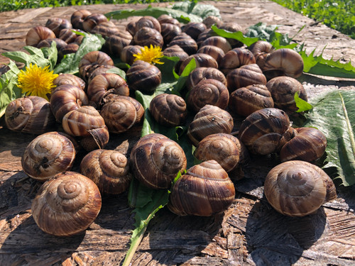 Helix Lucorum Snail Farming in USA