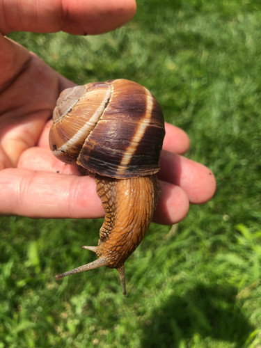Helix Lucorum Land Snail for Sale | My Happy Snails
