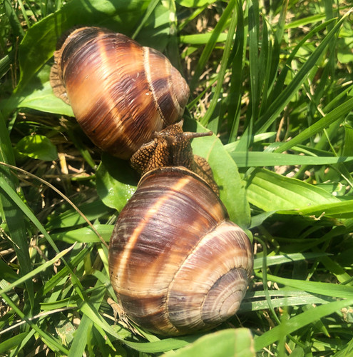 Exotic Live Snails for Sale in the USA