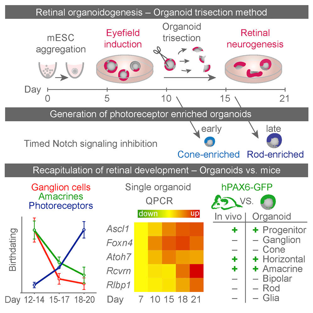 Retinal Organoids from Pluripotent Stem Cells Efficiently Recapitulate ...
