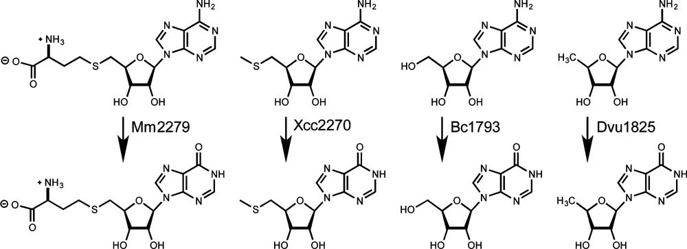 Structure-Guided Discovery of New Deaminase Enzymes