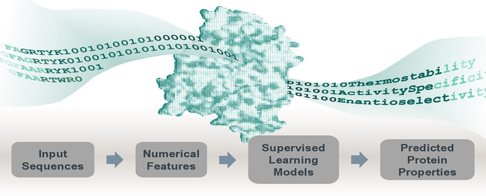 Deep Dive into Machine Learning Models for Protein Engineering
