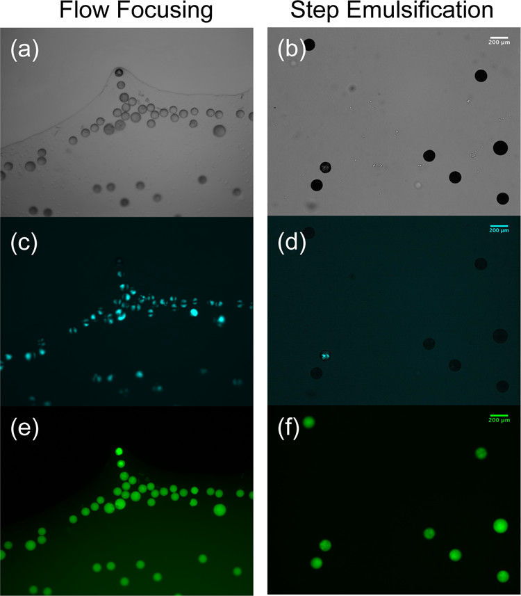 Self-Grown Bacterial Cellulose Capsules Made through Emulsion Templating