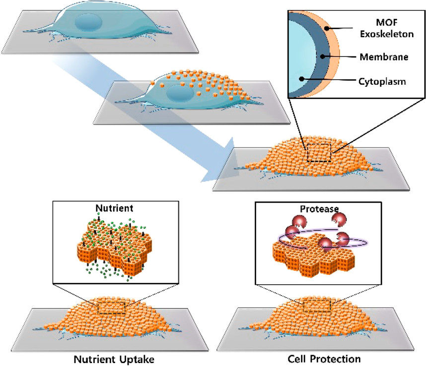Rapid Single-Step Growth of MOF Exoskeleton on Mammalian Cells for ...
