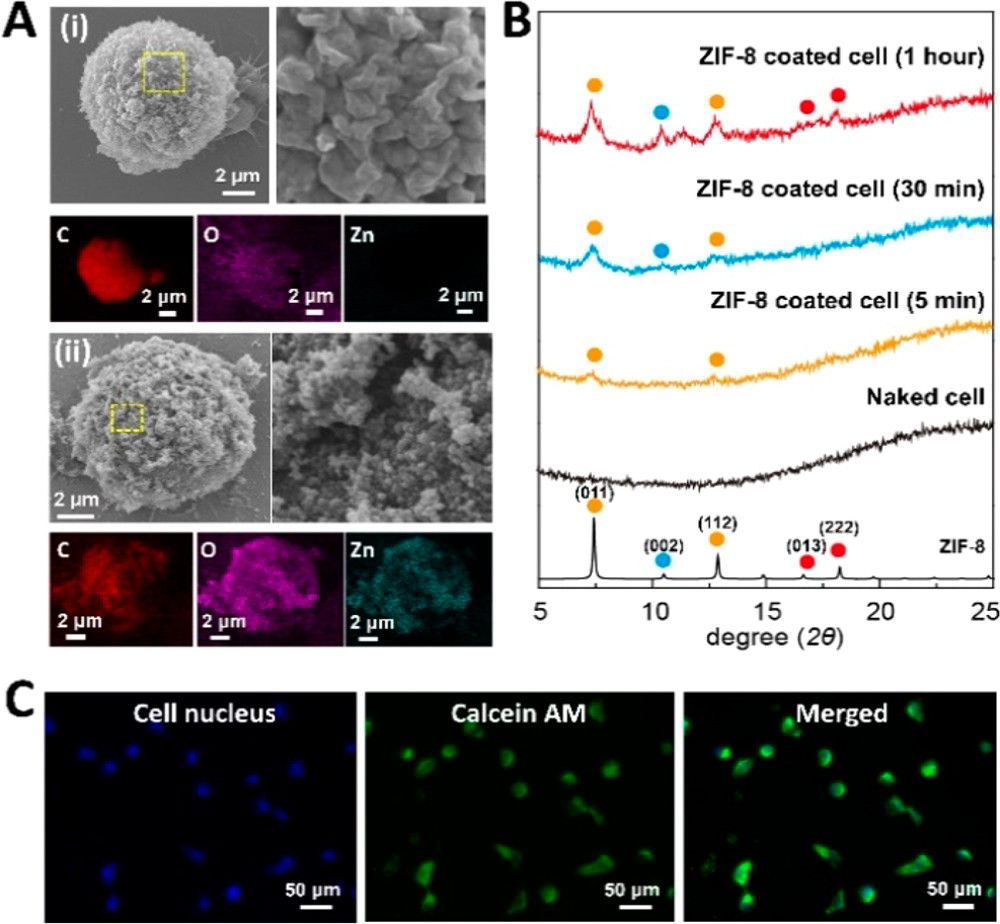 Rapid Single-Step Growth of MOF Exoskeleton on Mammalian Cells for ...