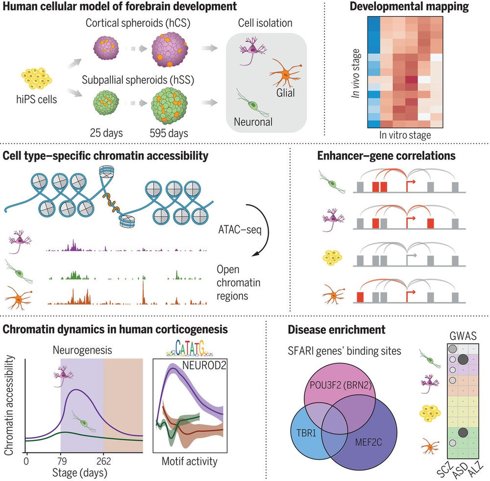 Modeling the accessibility of chromosome dynamics in human forebrain ...