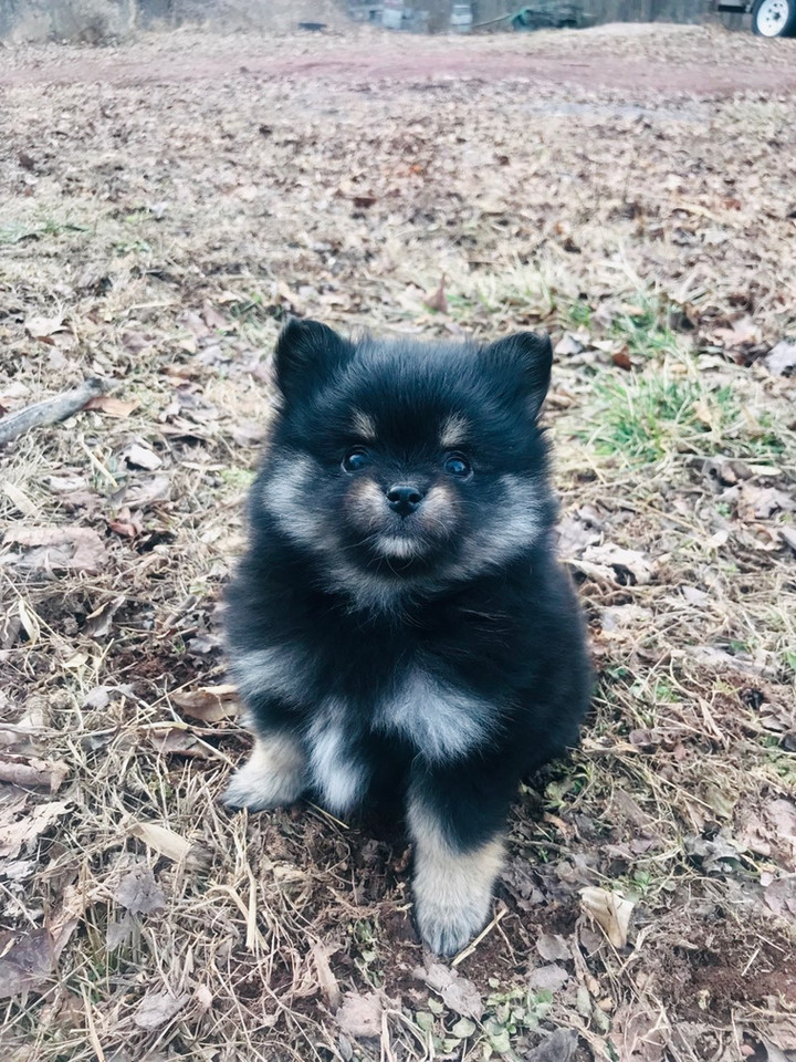 Home | Buck Valley Pomeranians