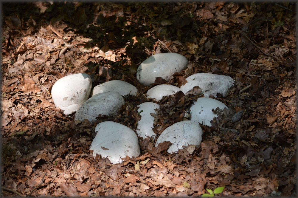 Stone Age Food - A Brief Guide for Kids