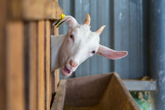 Why Goats Milk | Spitting Goat