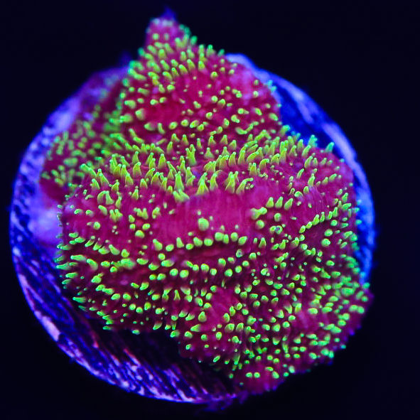 Coral | First Choice Aquatics