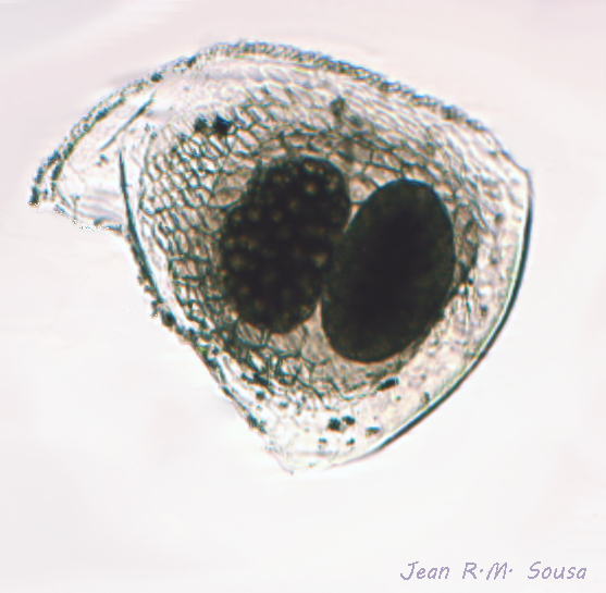 Efípios na taxonomia dos cladóceros