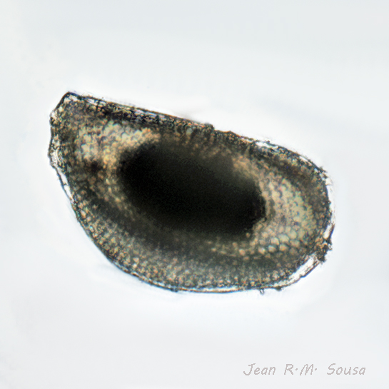 Efípios na taxonomia dos cladóceros