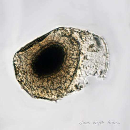 Efípios na taxonomia dos cladóceros