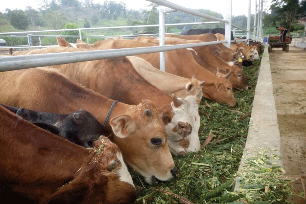 Livestock | Awesome Innovation