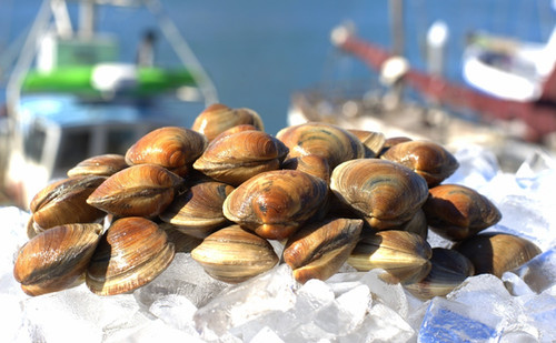 Live Manila Clams | Where to buy fresh clams online, Giovanni's Fish Market