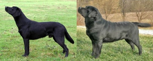 American vs. English Labs ... what's the difference anyways?