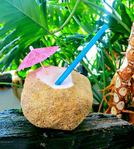 COCONUT AGATE | NewEraGems