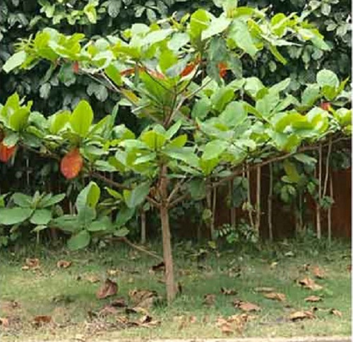 Indian Almond Plants | Asian Plant Nursery