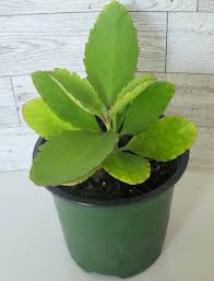 Kalanchoe pinnata / Akkapana / Miracle Leaf | Asian Plant Nursery