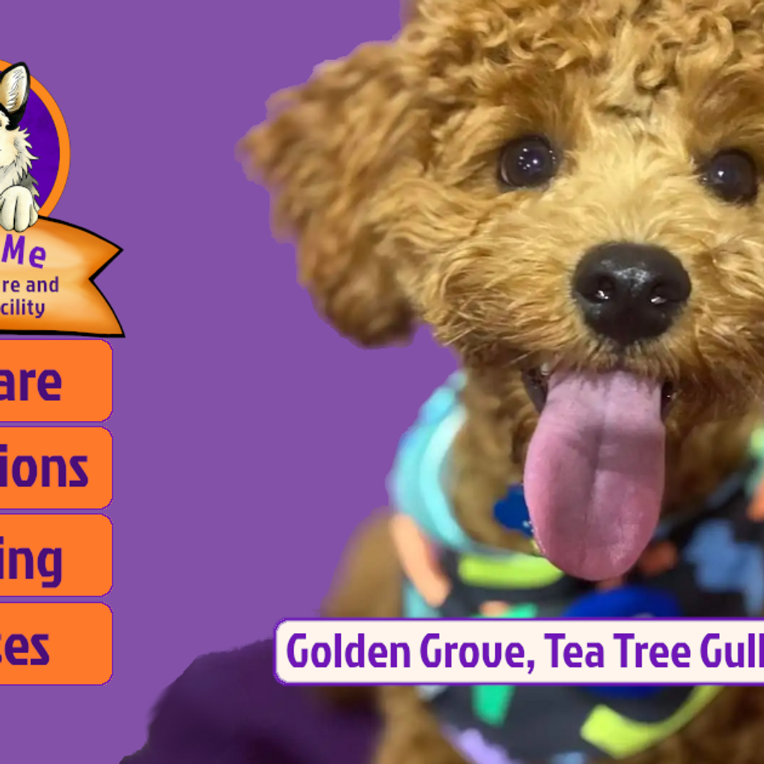 Staff per Dog Ratio at Doggy Daycare