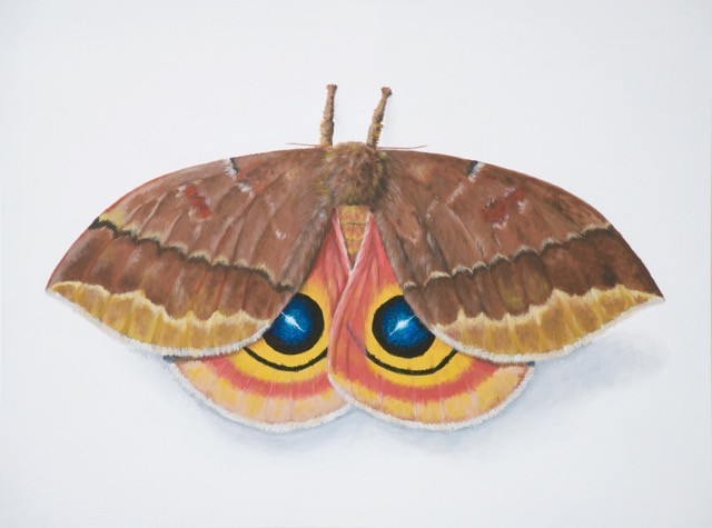 Moths | Moth Paintings by Deborah Davis