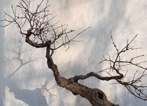 Robert Hecht | OSA Virtual Art Show