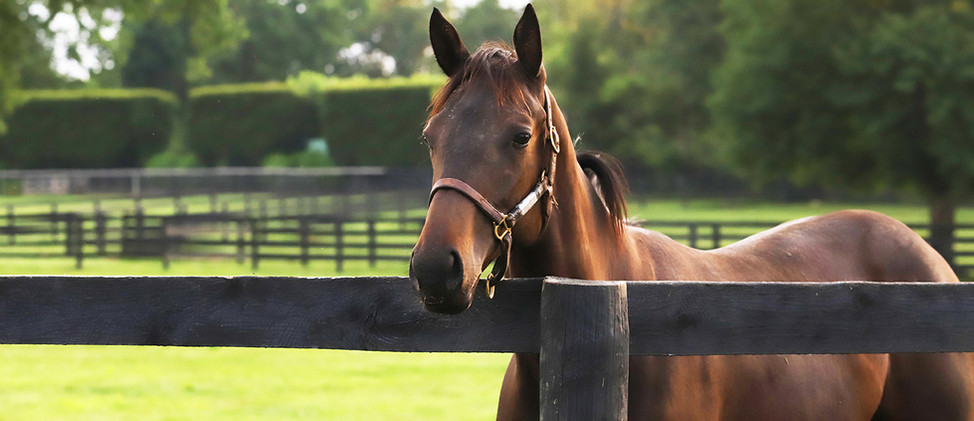 Midway Farm | CJ Thoroughbreds