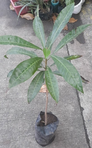 Chesa Dwarf Tree Marcotted | Plant Is Life
