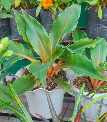 Outdoor Decorative Plant | Plant Is Life