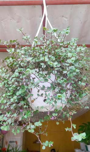 Turtle Bind | Plant Is Life