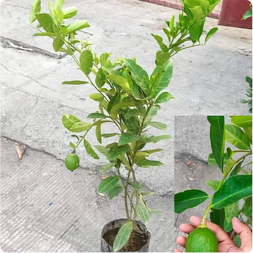 Lemon Dwarf Marcotted Tree | Plant Is Life