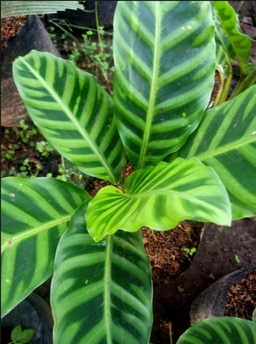 Calathea Sabrina Zebra | Plant Is Life