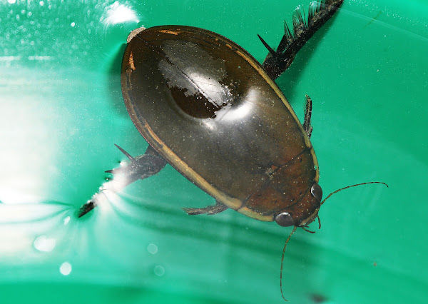 There are bugs swimming in my pool...